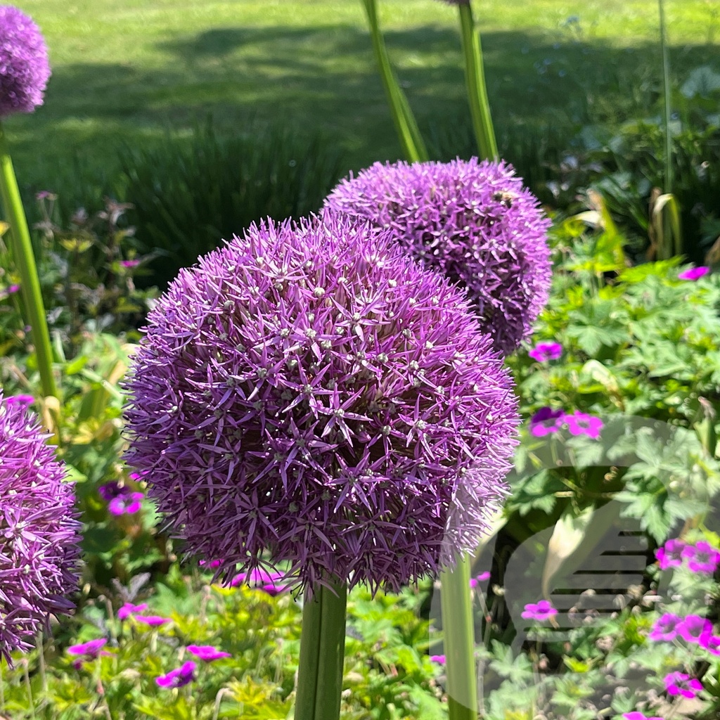 Allium 'Pinball Wizard' | Plantor